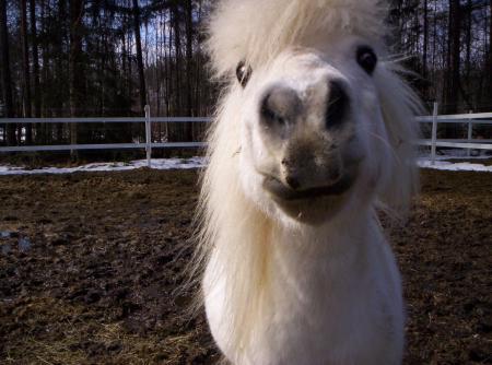 Ponys bonitos - Imagui